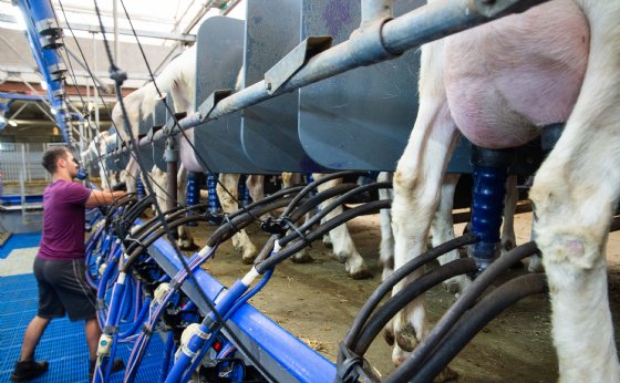 Twee specifieke stafylokokken veroorzaken extreem hoog kiemgetal bij ...