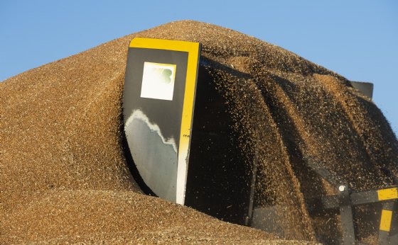 Tarweproductie is wereldwijd uitzonderlijk hoog - Nieuwe Oogst