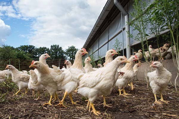 Haantjes maken comeback op bord - Nieuwe Oogst