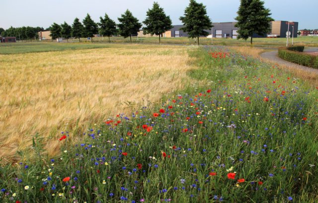 Akkerbouw maakt werk van versterken biodiversiteit - Nieuwe Oogst