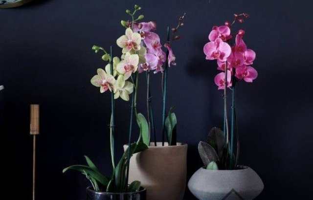 Sion intensiveert samenwerking met Hark Orchids - Nieuwe Oogst