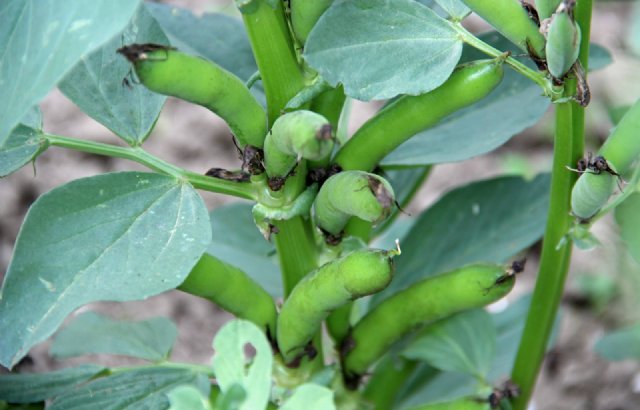 CZAV teelt veldbonen voor vleesvervangers - Nieuwe Oogst