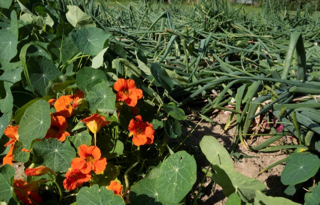 'Insecten in lokplantstroken geen oplossing tegen trips' - Nieuwe Oogst