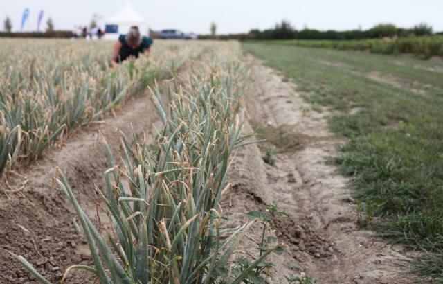 Delphy: uien weerbaarder op nieuwe teeltsystemen - Nieuwe Oogst