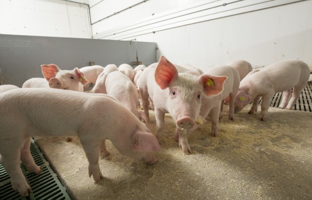 Prijzen voor vleesvarkens en biggen trekken stevig aan - Nieuwe Oogst