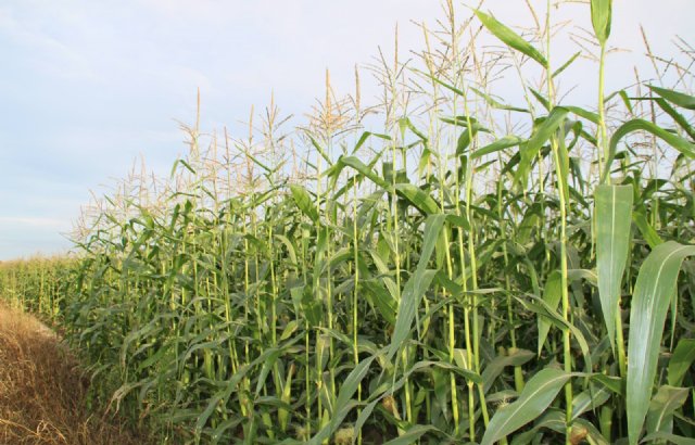 Veel nieuwe rassen voor ultravroege maisteelt - Nieuwe Oogst