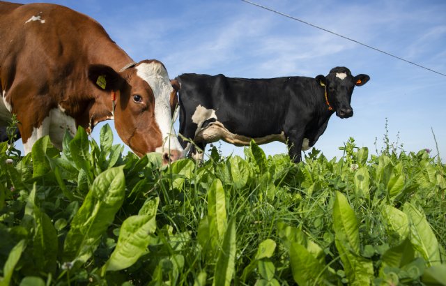 ReGeNL wil naar honderd regeneratieve voorlopers in zeven jaar - Nieuwe ...
