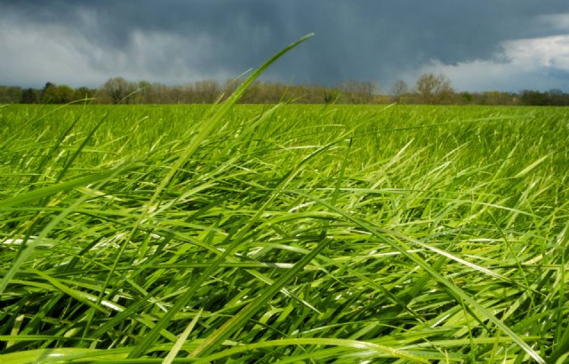 Vijf nieuwe rassen Engels raaigras op rassenlijst - Nieuwe Oogst