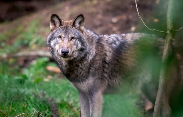 Bijtincident in Austerlitz, verdachte: probleemwolf Bram - Nieuwe Oogst