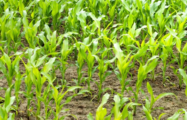 Ctgb laat nieuw onkruidbestrijdingsmiddel toe in maisteelt - Nieuwe Oogst