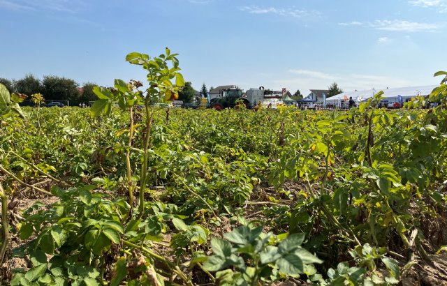 NEPG: aardappelareaal groeit 5 procent - Nieuwe Oogst