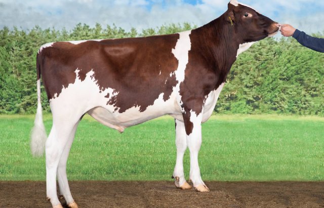 Stierenindex: Captain handhaaft zijn koppositie bij zwartbont - Nieuwe ...