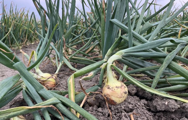 Uienteelt neemt sterk toe in zuiden - Nieuwe Oogst