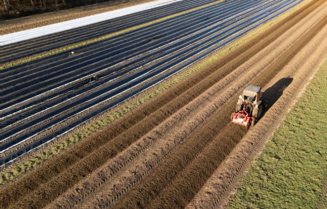 'Dit is het ideale voorjaar voor de aspergeteelt' - Nieuwe Oogst
