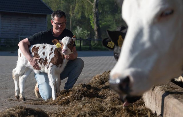 'We kijken of koe via speciale stalinrichting naar het kalf toe kan ...