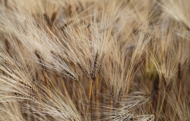 Wintergerst in het zuidwesten tikt 12 ton per hectare aan - Nieuwe Oogst