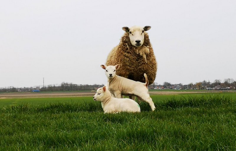 5 vragen over oprichting ketenorganisatie voor schapenhouderij - Nieuwe ...