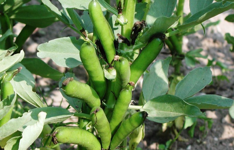 Praktijkproef met veldbonen voor humane consumptie - Nieuwe Oogst