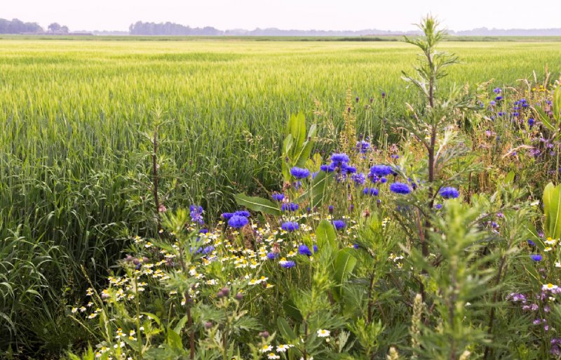 Biodiversiteitsmonitor Akkerbouw selecteert acht indicatoren - Nieuwe Oogst