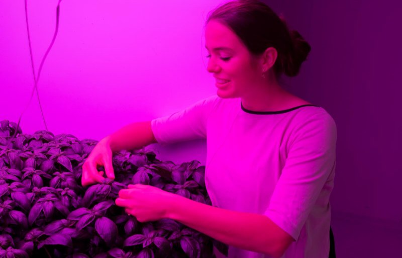 Delphy oogst eerste basilicum uit Vertical Farm - Nieuwe Oogst