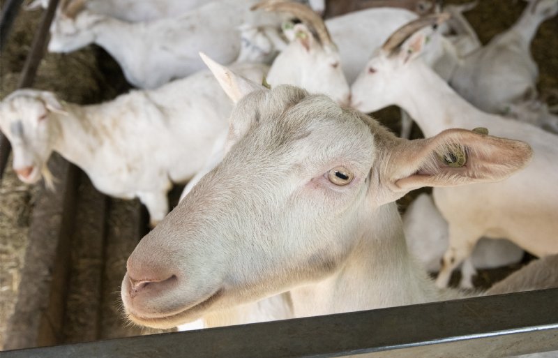 Prijs biologische geitenmelk bij Organic Goatmilk Coöperatie naar 1 ...