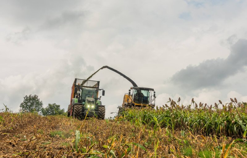 Sorghum heeft potentie, maar niet alle voordelen zijn bewezen - Nieuwe ...