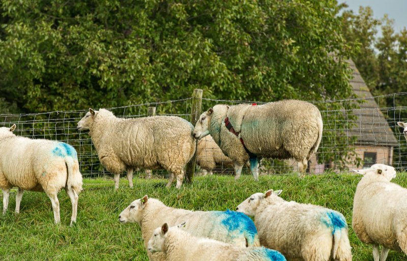 Blauwtong hakt erin bij schapen en koeien - Nieuwe Oogst