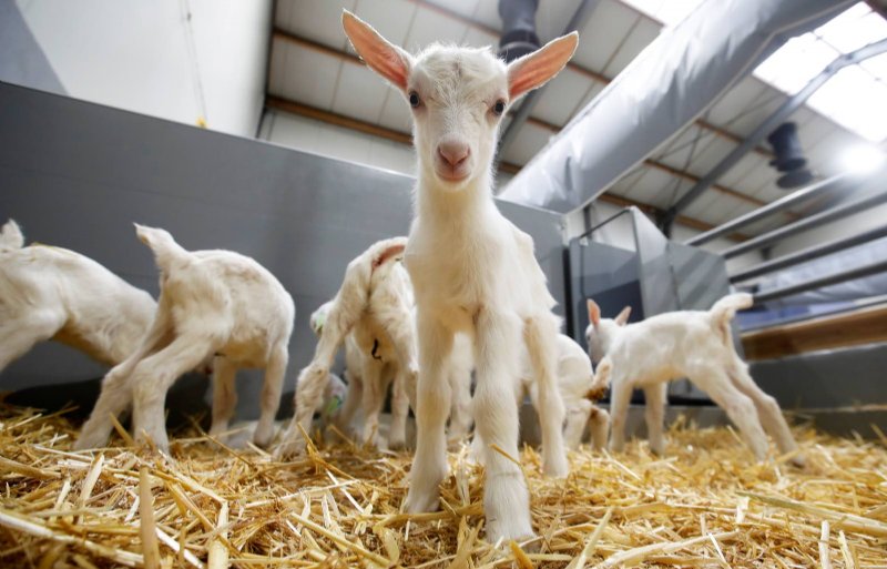 Optimale opfok verhoogt levensproductie geiten - Nieuwe Oogst