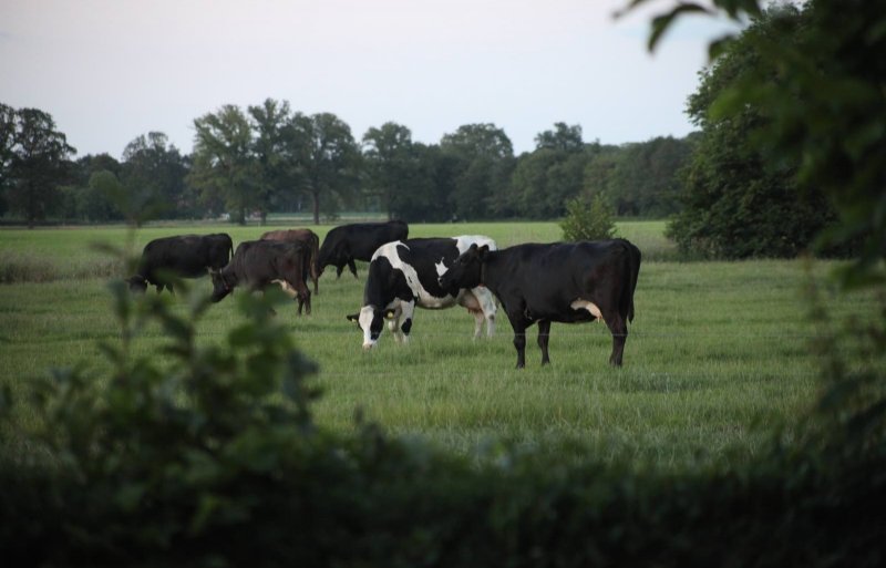 AI Total brengt stieren onder bij K.I. Samen - Nieuwe Oogst