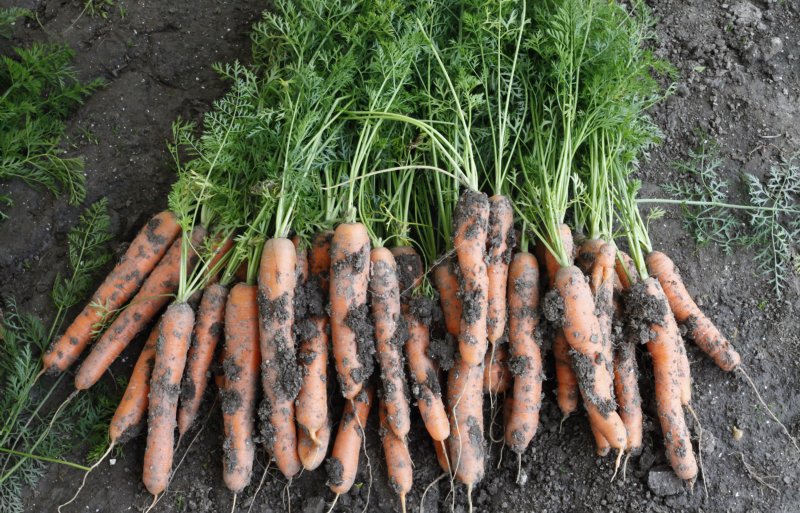 Robuuste teelt ui en peen blijft zoektocht, project biedt wel ...