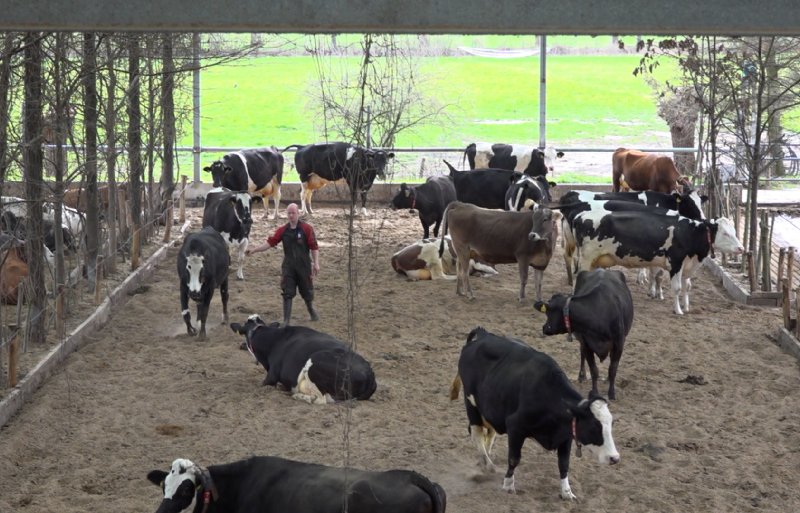 Dierwaardigheid kost tot wel honderdduizenden euro's per bedrijf - Nieuwe Oogst