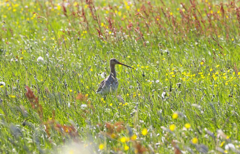 'Ben je boer of natuurbeheerder?' - Nieuwe Oogst