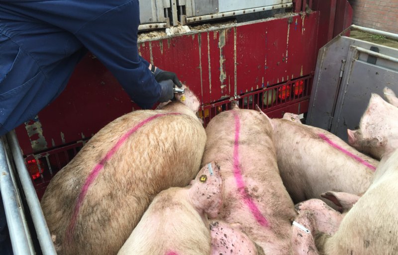 Van Rooi Meat roept op tot efficiëntieslag in varkensvleesketen ...