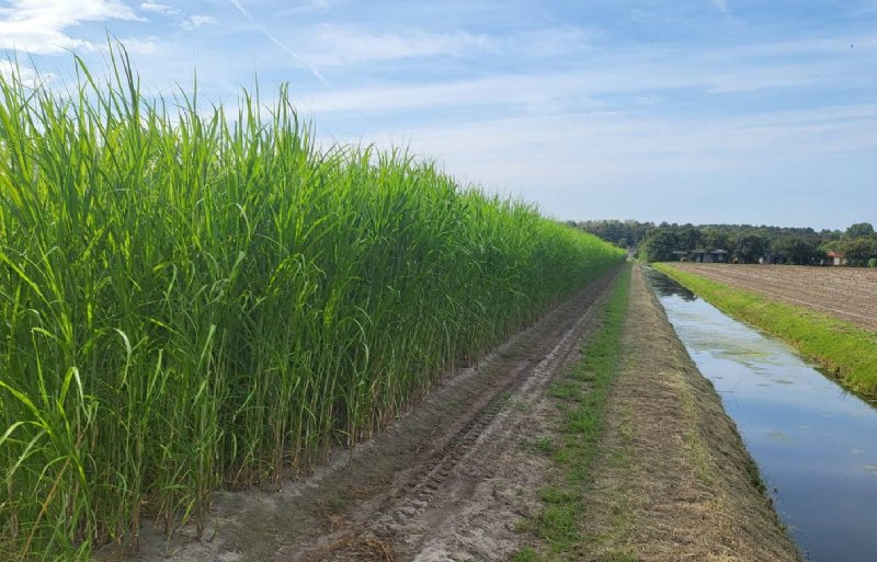 Verwachte uitbreiding van 1.000 hectare miscanthus in 2025 - Nieuwe Oogst