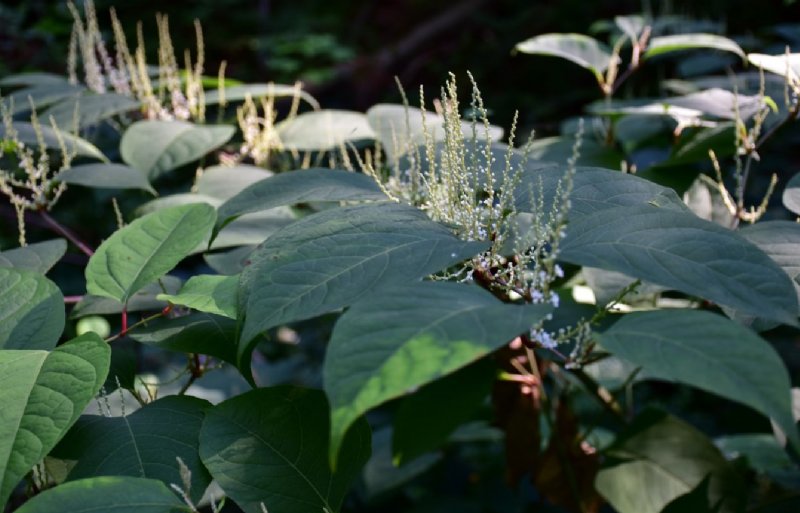 26 nieuwe soorten invasieve planten en dieren op EU-lijst - Nieuwe Oogst