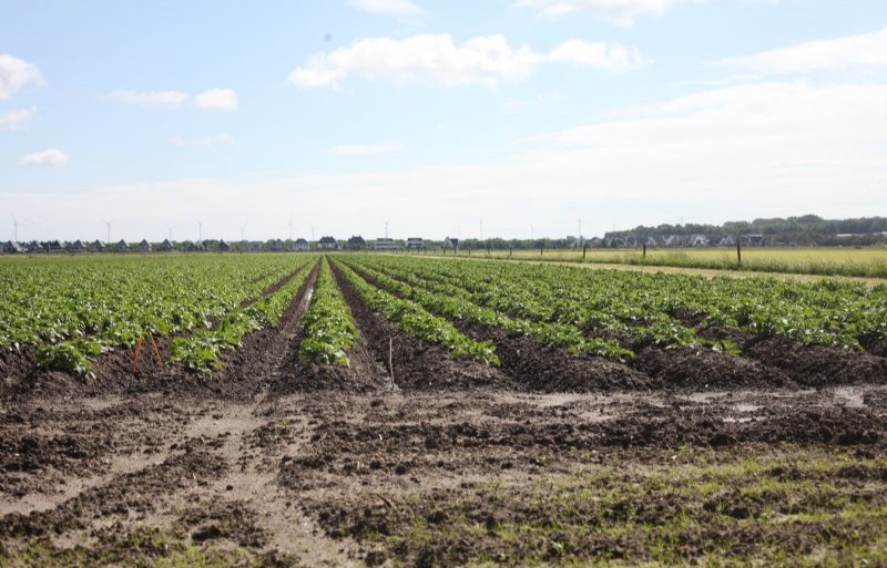 Afspoeling belangrijke emissieroute van middelen naar oppervlaktewater ...