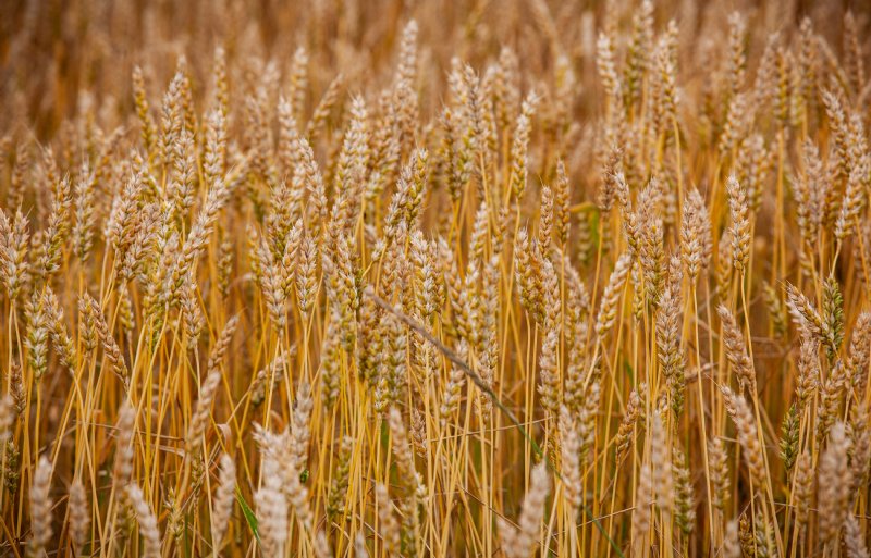 Analisten voorspellen 80 tot 85 miljoen ton Russische tarwe in 2025 ...