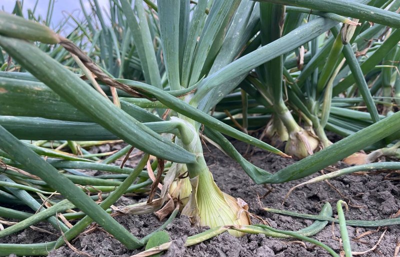 Uienexport beleeft een van de beste weken ooit - Nieuwe Oogst