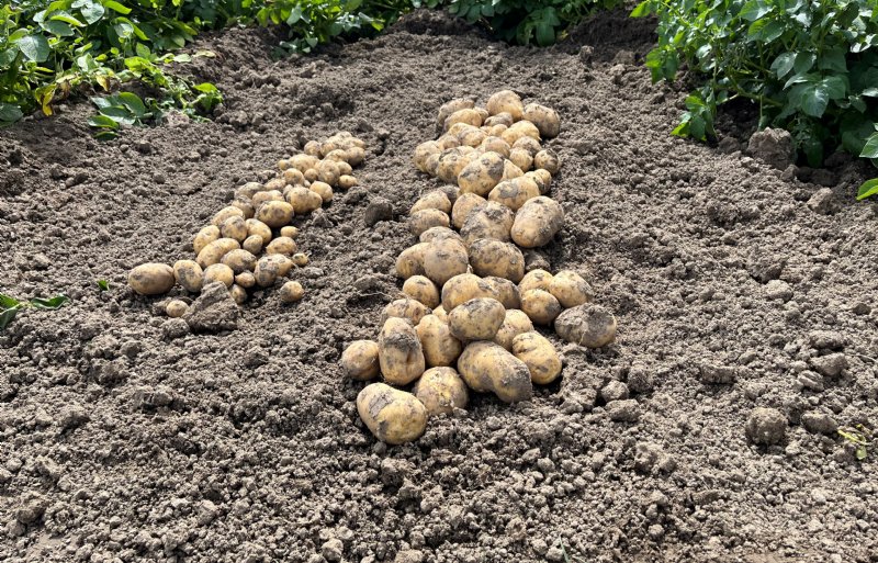 Vroege aardappelen beginnen seizoen met zeer lage prijs - Nieuwe Oogst