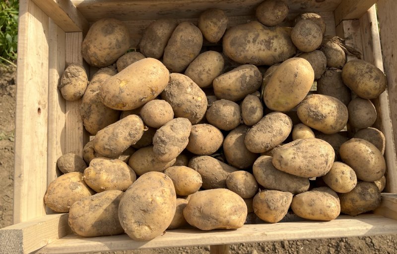 Dalende trend aardappelmarkt zet door - Nieuwe Oogst