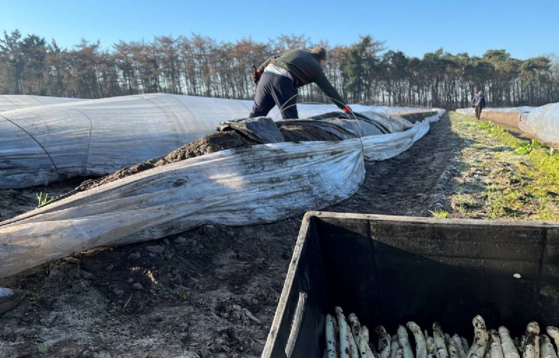 'Asperges telen is continu schaken met boerenverstand' - Nieuwe Oogst