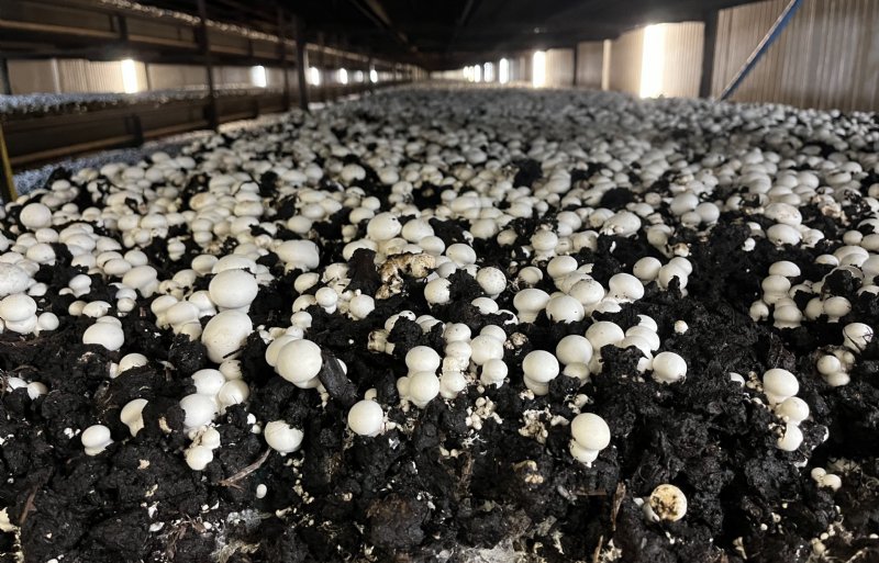 Champost is veelbelovend voor afbraak van PFAS - Nieuwe Oogst