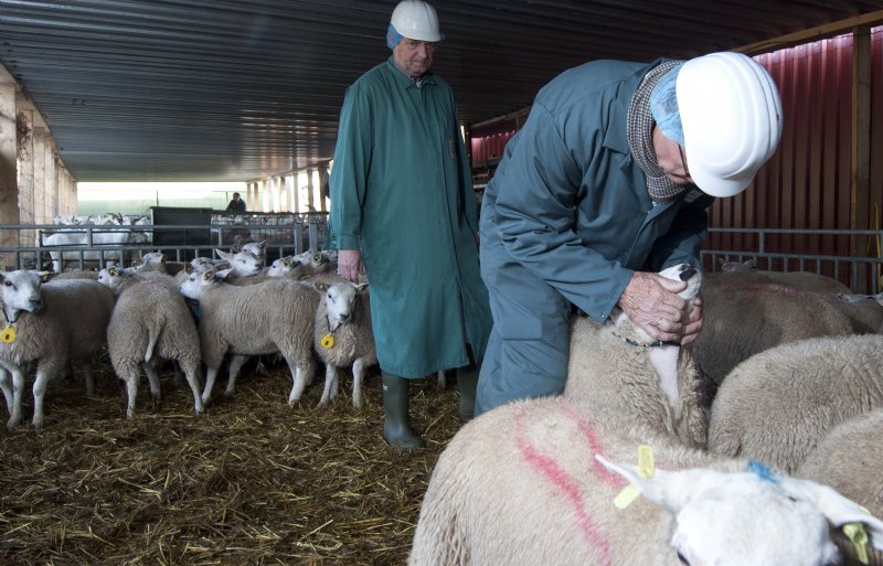 Scherp toezicht tijdens Offerfeest - Nieuwe Oogst