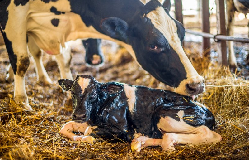 Ruime conditie in droogstand heeft invloed op persistentie - Nieuwe Oogst