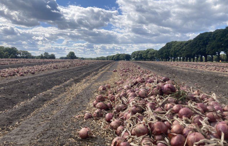 Prijs rode uien keldert in aflandpool PPA - Nieuwe Oogst