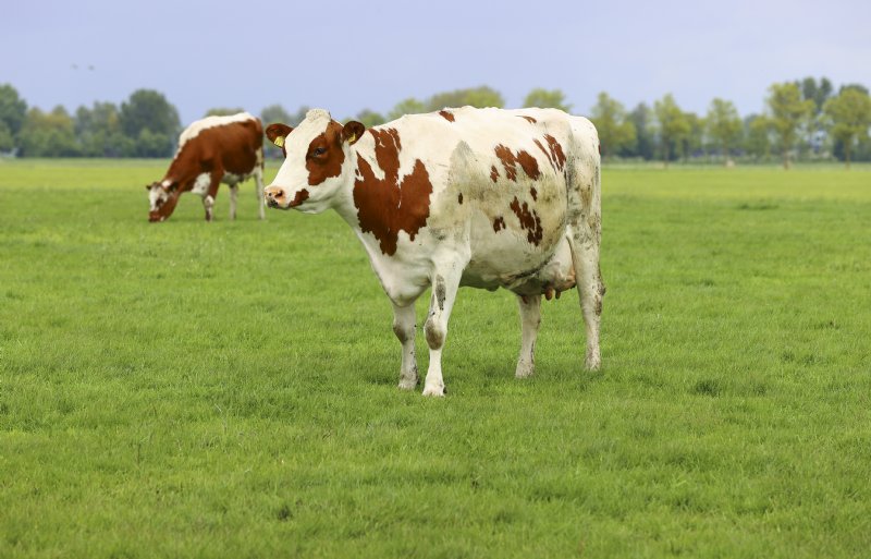 NVWA zet drones in bij controle voldoende schaduw voor dieren - Nieuwe ...