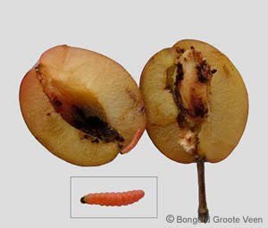Nieuw middel toegelaten tegen pruimenmot - Nieuwe Oogst
