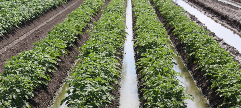 WDO Delta pakt bovenloop Oude Diep aan - Nieuwe Oogst