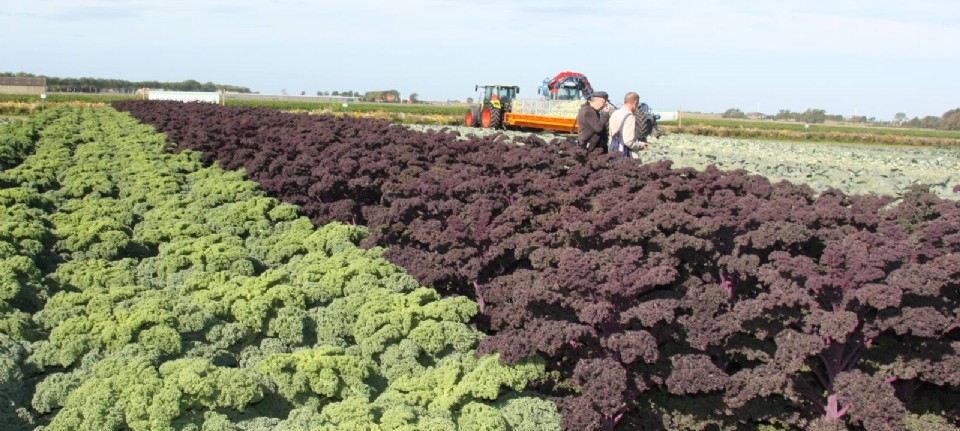 Hybride knolselderij en roosjes broccoli - Nieuwe Oogst