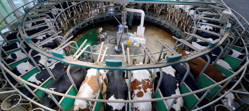 Groeiende vraag naar melkvet - Nieuwe Oogst